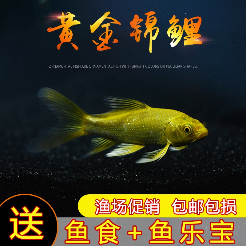 龙凤锦鲤品种 锦鲤鱼 种类 第6页 大山谷图库